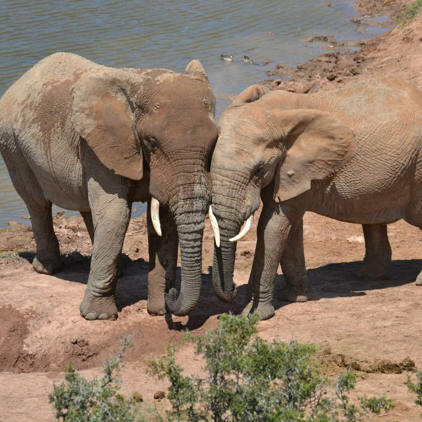 Software Defined Talk Episode 319: We need two elephants